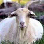La cabra pot traslladar el termini d'embaràs i quant: terminis i què fer 8657_5