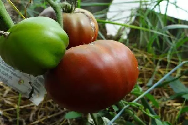 Resinsjes oer Tomate