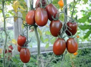 토마토 토마토 블랙 MAVR, 수확 및 성장의 특성 및 설명