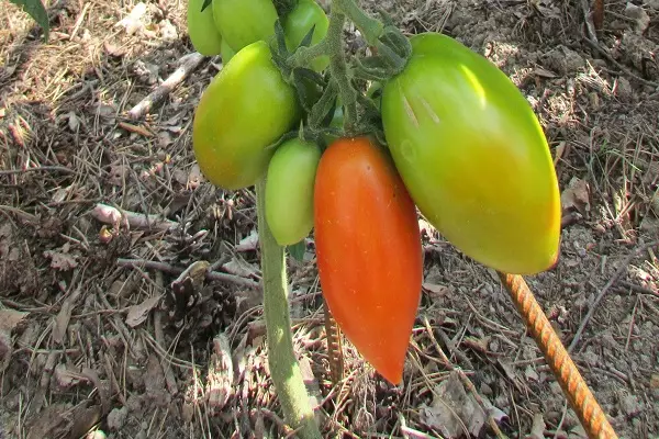 Tomato Sicilian