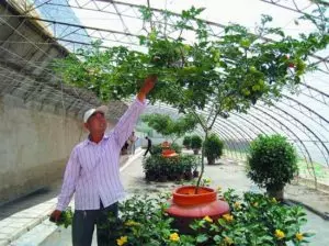 Crescendo uma árvore de tomate no solo aberto e cuide dele