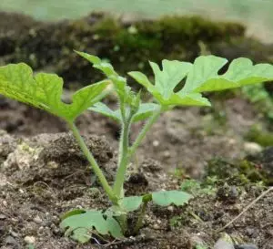 Cum să crească pepene verde într-o seră și în sol deschis în suburbiile, aterizarea, îngrijirea și agrotehnica
