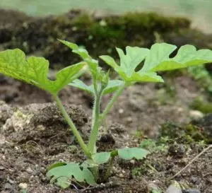 Jak pěstovat meloun ve skleníku a otevřené půdě na předměstí, přistání, péče a agrotechniky