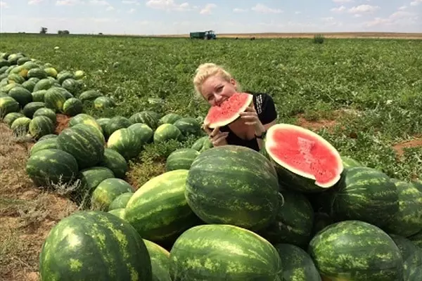 розсади в теплиці