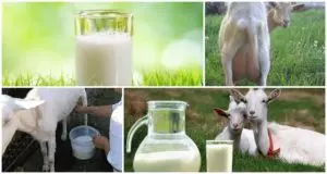 Mengapa susu kambing berbau tidak menyenangkan dan cara menghilangkan bau bau dengan cepat
