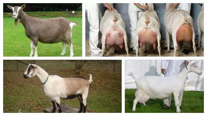 Različite koze