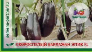 Description of the grade eggplant epic, the features of cultivation and care