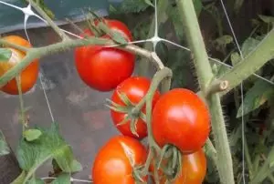 Karakteristisk og beskrivelse av tomatpalass, avkastning