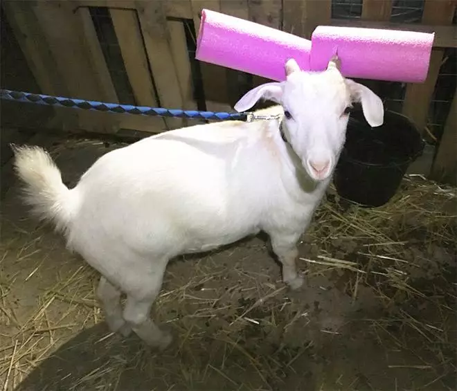 Horn Goat.