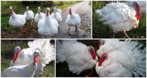 Opis i karakteristike Rock Turkeys Heavy Cross, njihov uzgoj