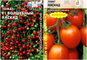 Charakteristika a popis různých rajčatových kaskády, jeho výnos