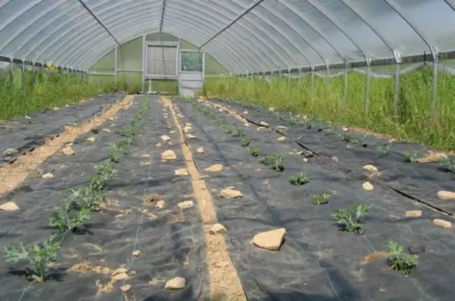Big Greenhouse