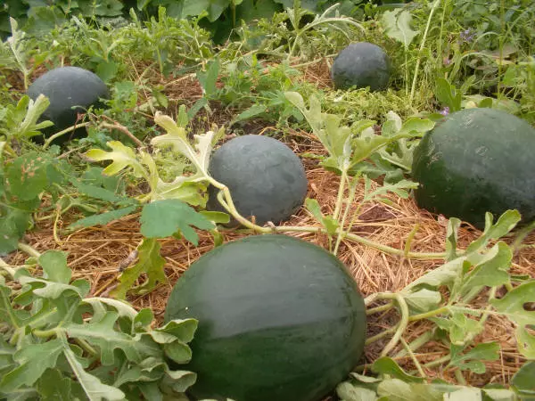Rostoucí melouny ve skleníku