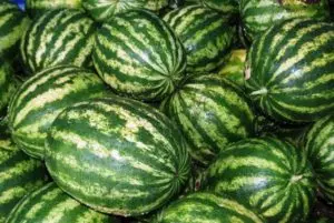 Characteristic and description of watermelon grade Producer: Growing, collection and storage