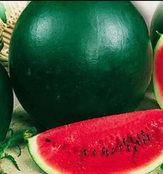 Moden vandmelon