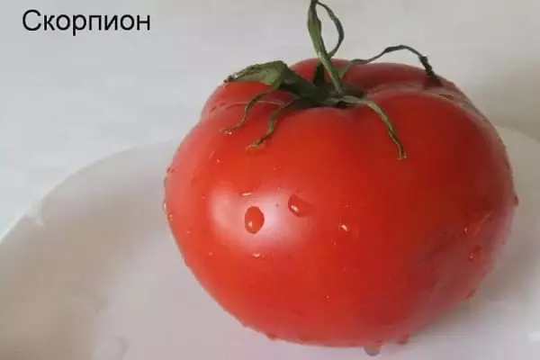 Tomato Escorpião.