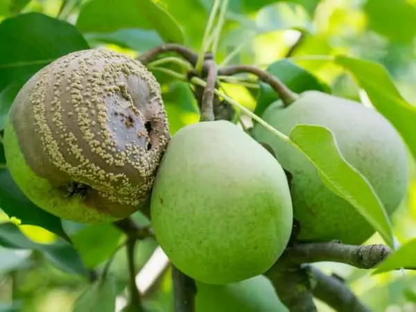 Pears lobhadh