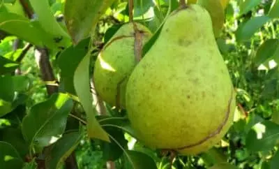 Pears kuoza.