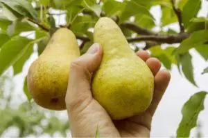 Beskrivning och egenskaper av päron av en period av perm, landning och växande