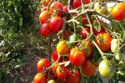 Arbustos tomates.
