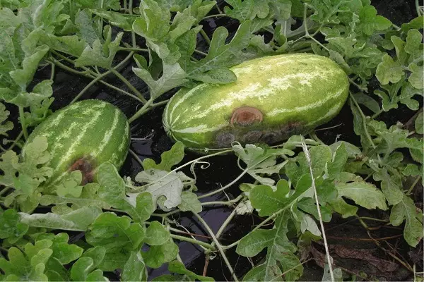 found on watermelon