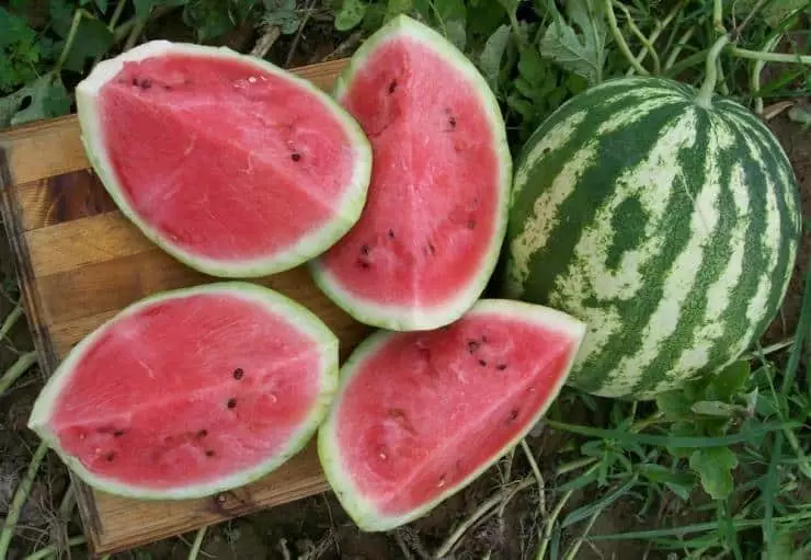 Watermelon aeddfed