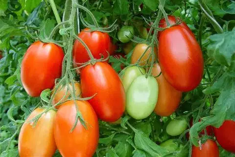Kuthirira tomato