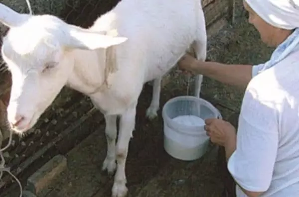 козата не дава мляко напълно