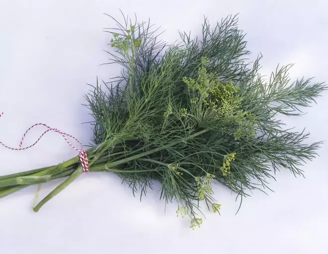 Bunch of Dill