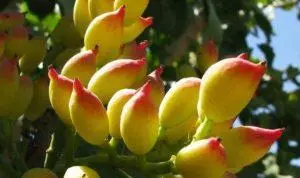 Hoe en wêr't pistachos groeie, groeie en fersoargje foar in beam thús