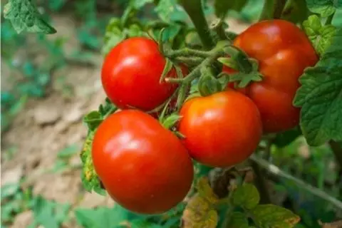 Tomato Metelitsa.