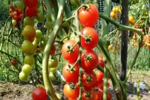 Katrangan dhaptar sumber tomat, karakteristik lan ngasilake