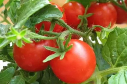 Tomatos yn glanio