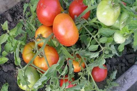 Llwyni tomatos