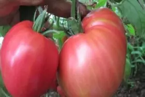 Charakteristik und Beschreibung der Vielfalt der Tomaten-Rosa-Spam