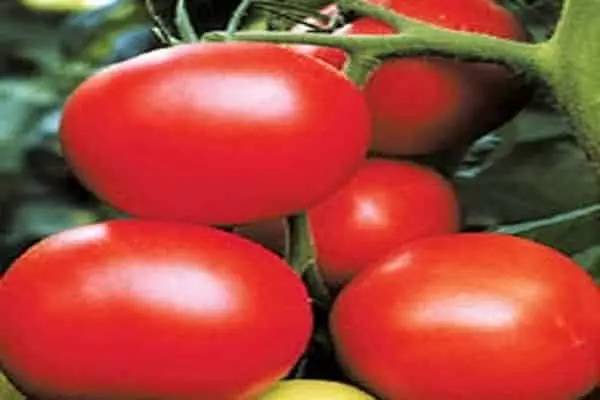 Tomato Slavic kiệt tác.