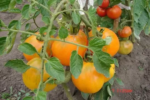 Tomaten wachsen