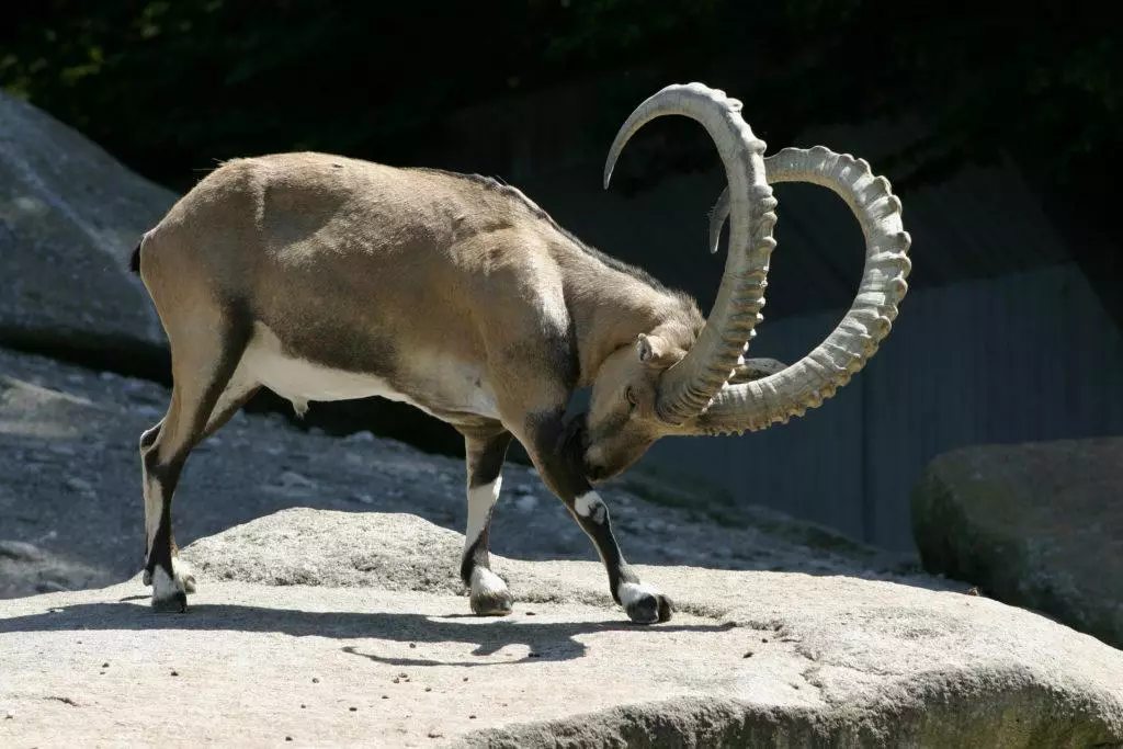 Alp dag geçi