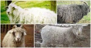 Nangungunang 8 breeds down goats, ang kanilang mga katangian at paghahambing