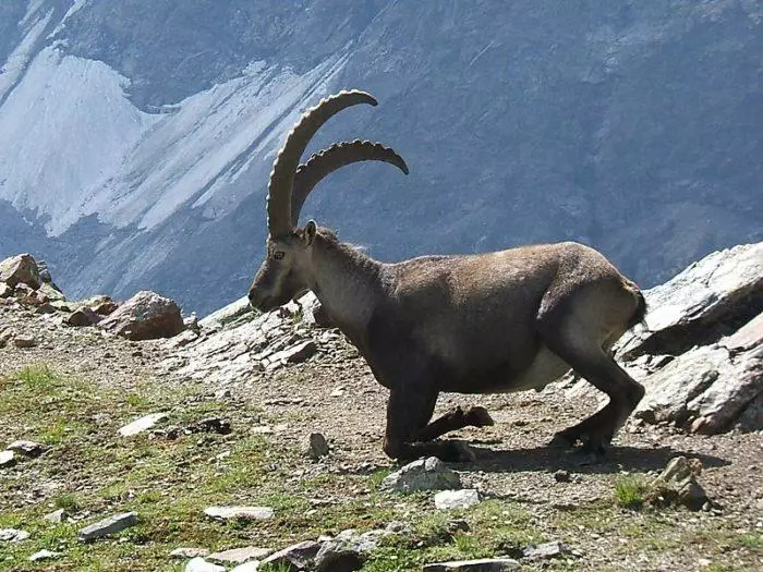 Cabra de montanha alpina