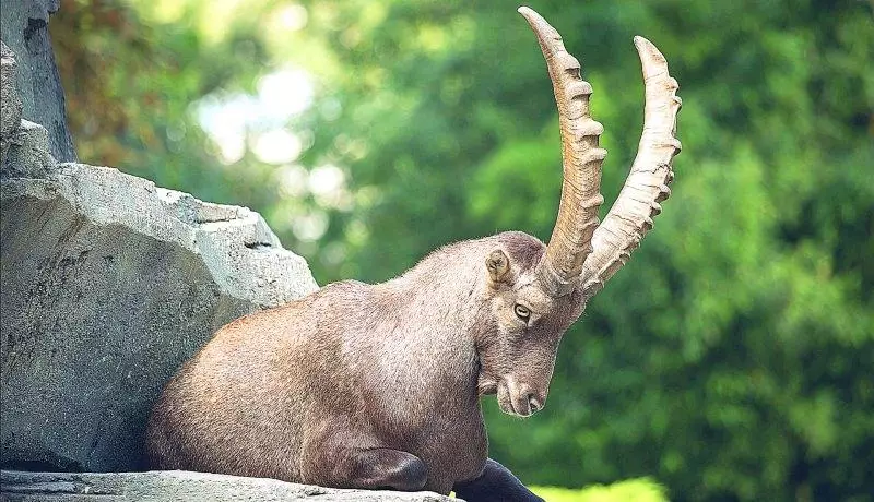 Kambing gunung Alpine