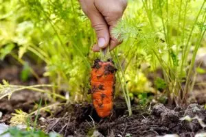 खुल्या जमिनीत गाजर पाणी आणि ते कसे करावे ते आपल्याला किती वेळा आवश्यक आहे