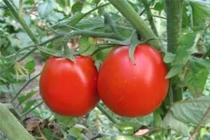 Njira yosasamala yokulira mitundu ina ya tomato m'nthaka yotseguka