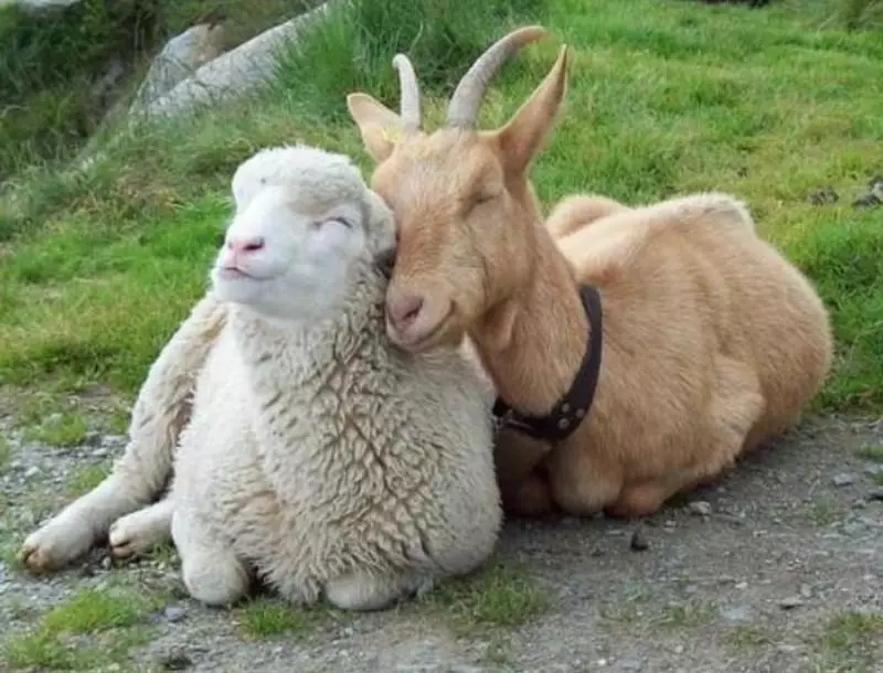 Perbedaan kambing dan domba