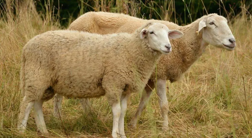 kaksi lampaita