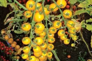 Ominaisuus ja kuvaus keltaisesta kirsikkatomaattitomaatti (kultainen)