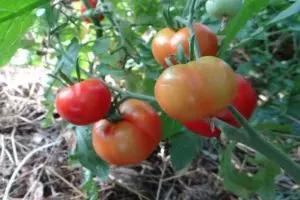Caracteristicile de tomate Sakhalin și descrierea varietății