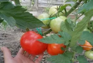 Pomidorų Curl F1 charakteristikos ir aprašymas