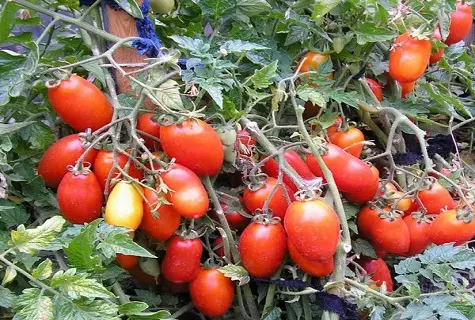 Tomate kybitsa.