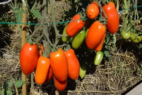 早期的番茄
